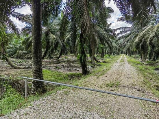 Agricultural Land for Sale in Pontian (Johor) - Willie Gwee