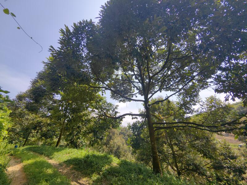 Agricultural Land for Sale in Bentong (Pahang) - IRENE LEONG