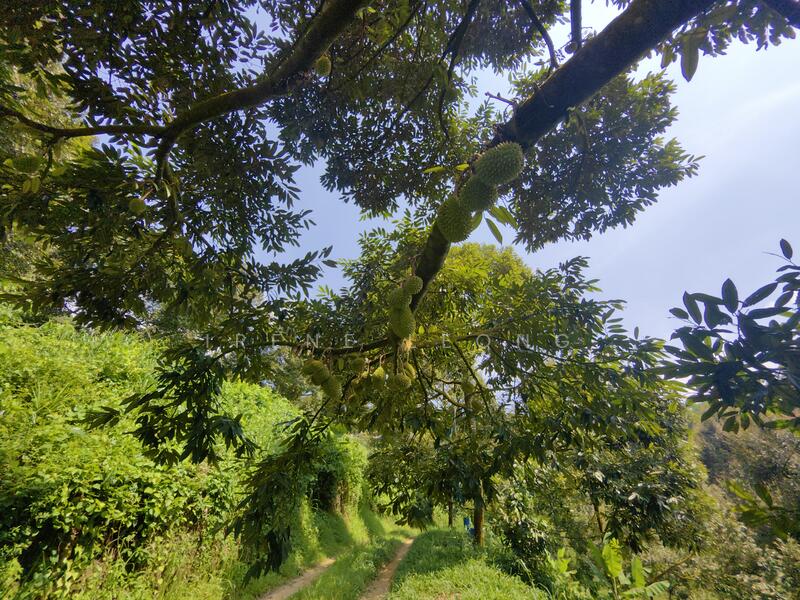Agricultural Land for Sale in Bentong (Pahang) - IRENE LEONG