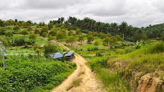 Ulu Choh Pekan Nanas Algiculture Land 8.92 acre with Durian for Sale ...