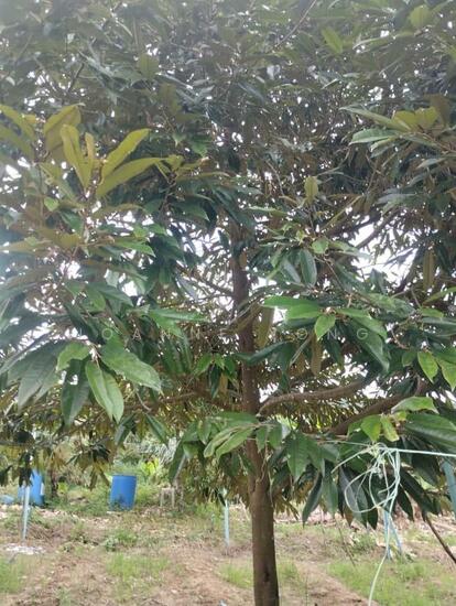 Residential Land for Sale in Pekan Nanas (Johor) - Joanne Yong