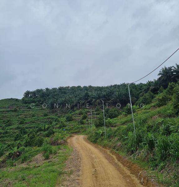 Agricultural Land for Sale in Telemong (Pahang) - Connie Tong