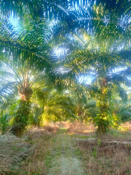 Agricultural Land for Sale in Kukup (Johor) - Jessie Tan