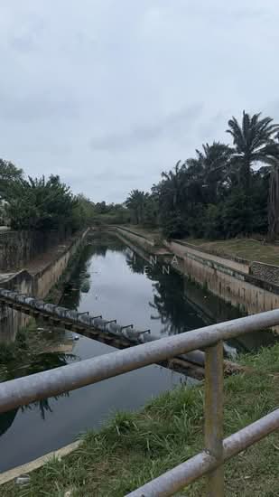 Oil palm tree kulai Bandar indah Pura untuk Untuk Dijual - RM ...
