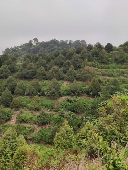 Agricultural Land for Sale in Padang Tengku (Pahang) - Jiew Tin Ho