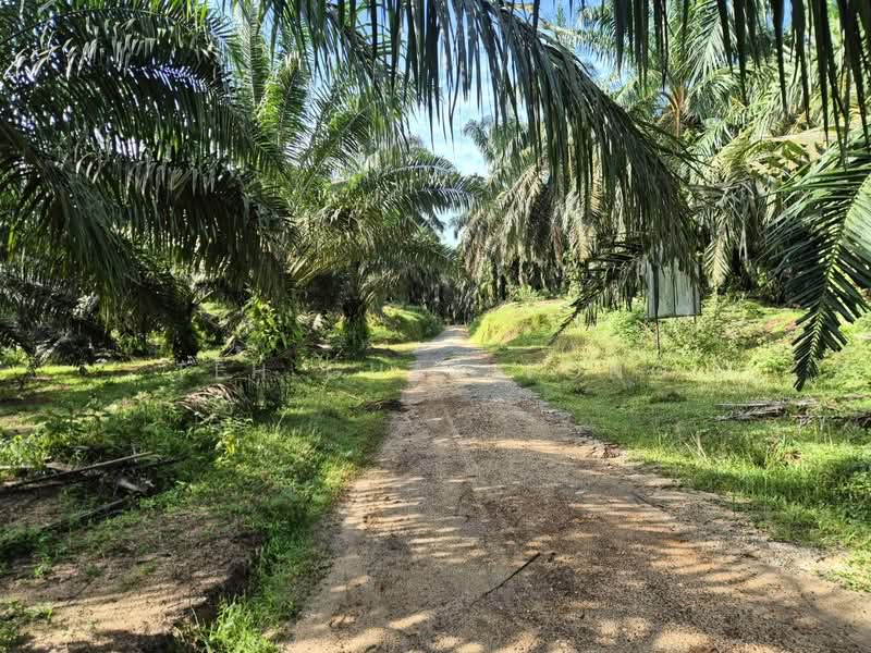 14.2 acre Agricultural Land | Kuala Selama | Bandar Baharu | Kedah RM3 ...