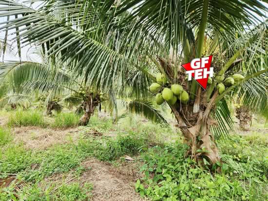 Agricultural Land for Sale in Nibong Tebal (Penang) - Teh Guan Fong
