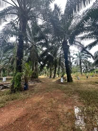 Agricultural Land for Sale in Kampung Ibrahim Majid 3 (Ulu Benut) - Eva Yeo