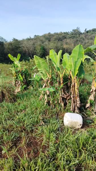 Agricultural Land for Sale in Batang Kali (Selangor) - Bryan Wong