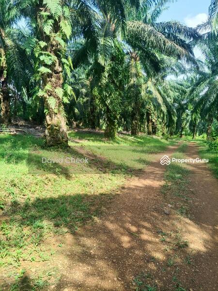 New Jimah, Lukut, Port Dickson, Main road, Palm oil, 4.1 Acres, New ...