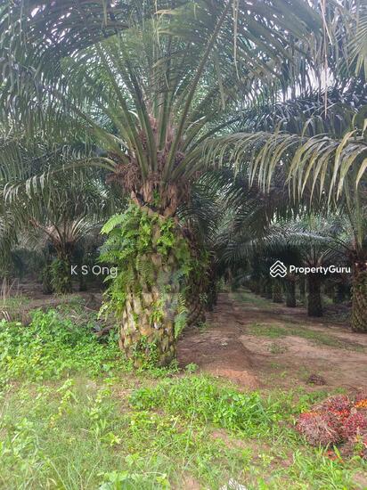 Kluang Paloh 1000 acres Palm Oil Plantation For Sales untuk Untuk ...