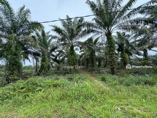 Agricultural Land for Sale in Kampung Parit Sikom (Pontian) - Jessie Tan