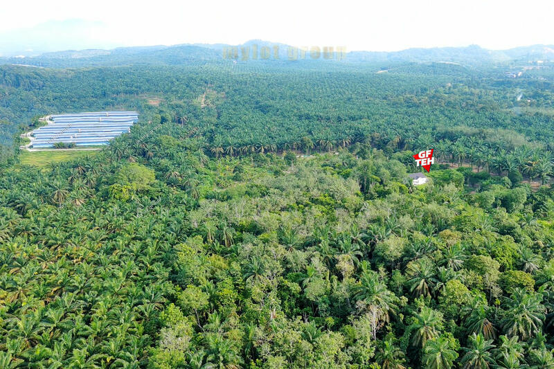 Agricultural Land for Sale in Jalan Gajah Mati (Bukit Mertajam) - Teh ...