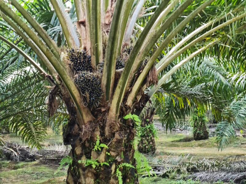 Kota Tinggi untuk Untuk Dijual - RM 32,760,000 (2024) | PropertyGuru ...